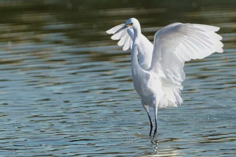 Het verhaal van de witte dieren - Reiki in Rolde